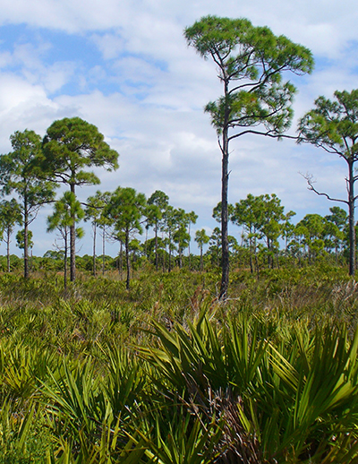 Incorporation – Greater Pine Island Civic Association